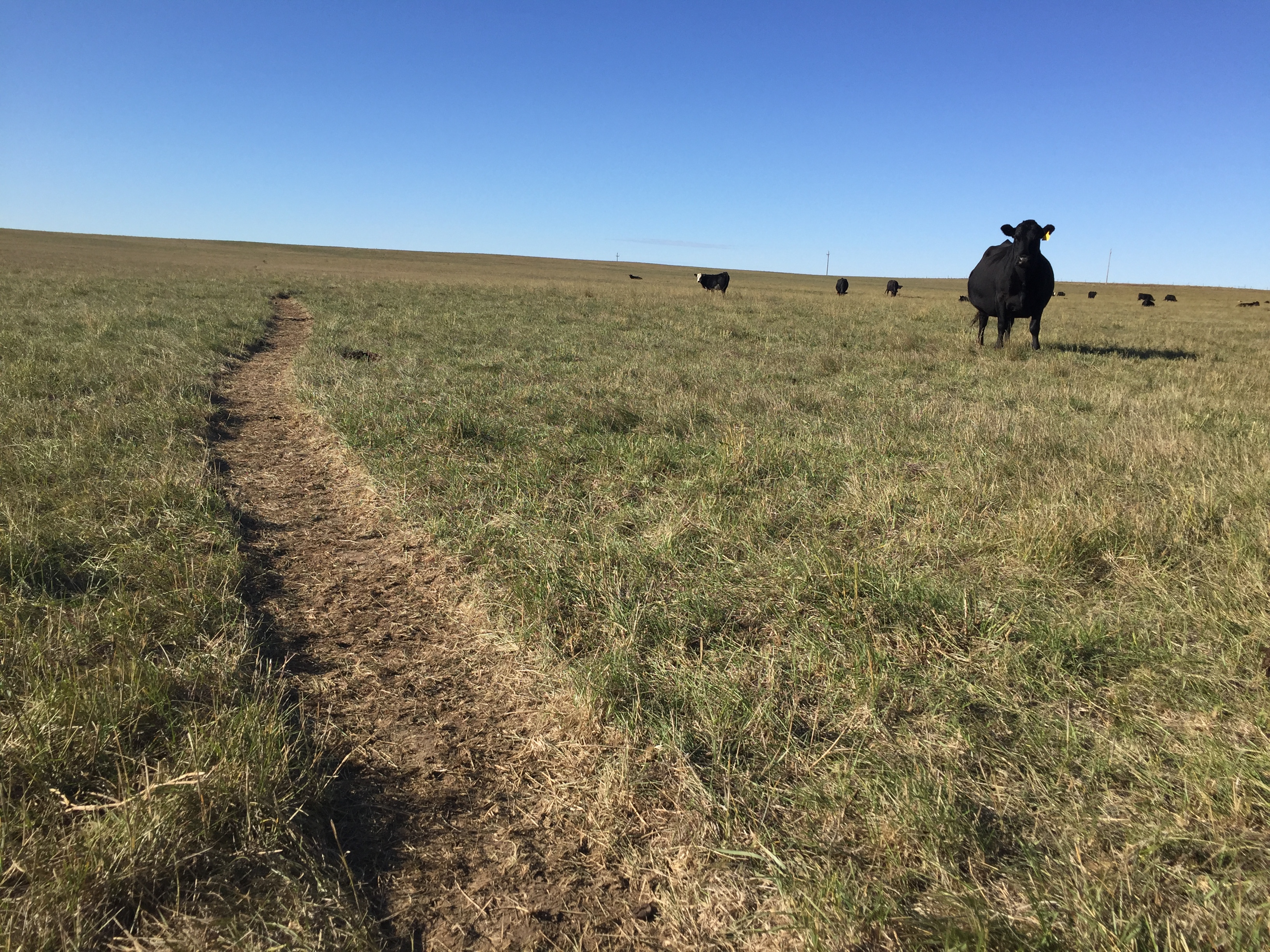 Following the Cow Paths – Dirt Roads Lead Me Home
