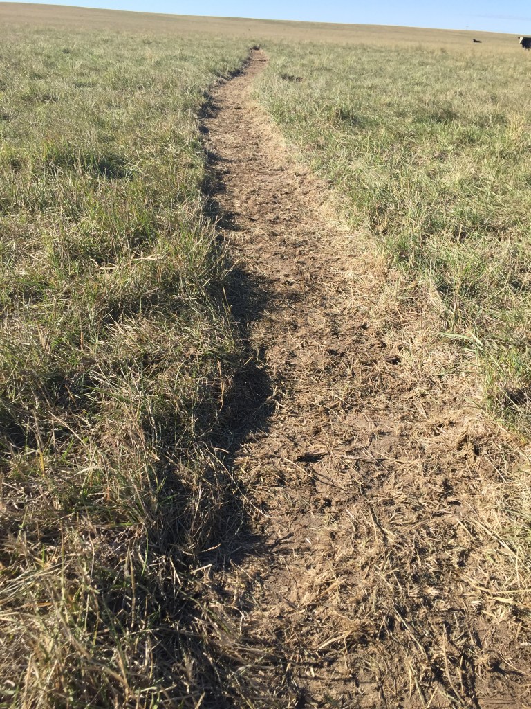 Following the Cow Paths – Dirt Roads Lead Me Home