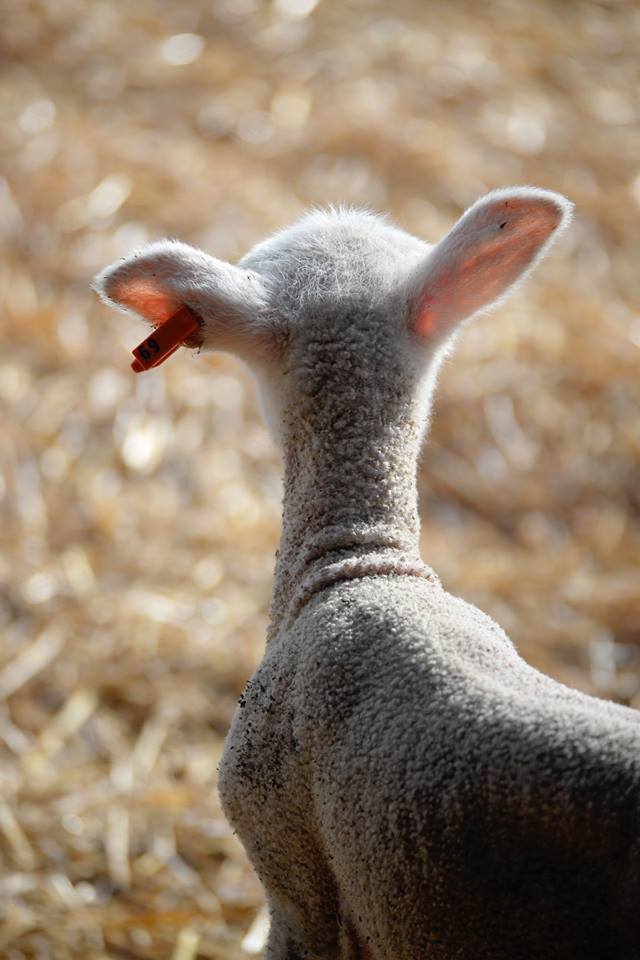 Lambing has started. – Dirt Roads Lead Me Home