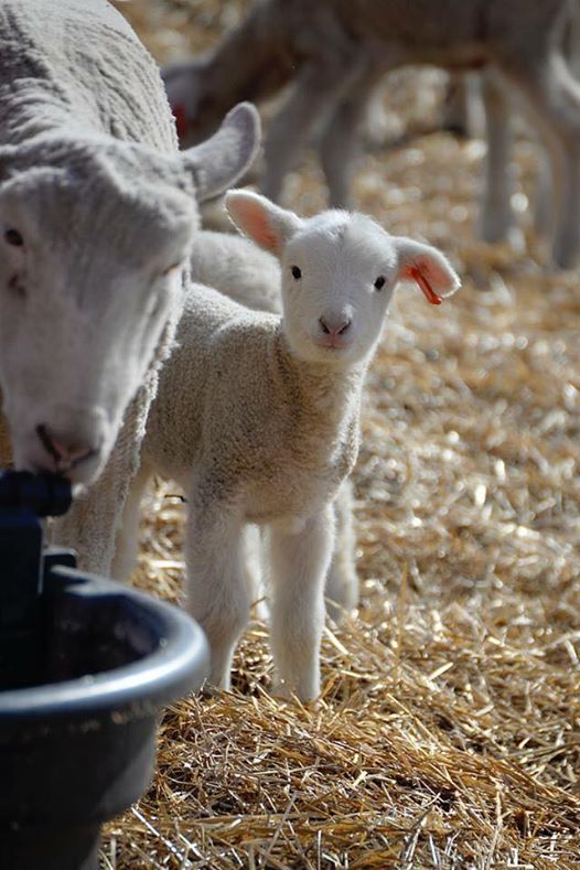 Lambing has started. – Dirt Roads Lead Me Home